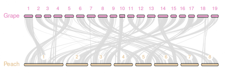 利用 MCscan (Python version) 进行染色体可视化分析流程 – Marine Ecological Genomics Lab
