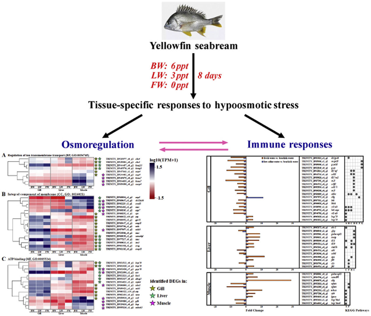 Marine Ecological Genomics Lab – 海洋生态基因组实验室